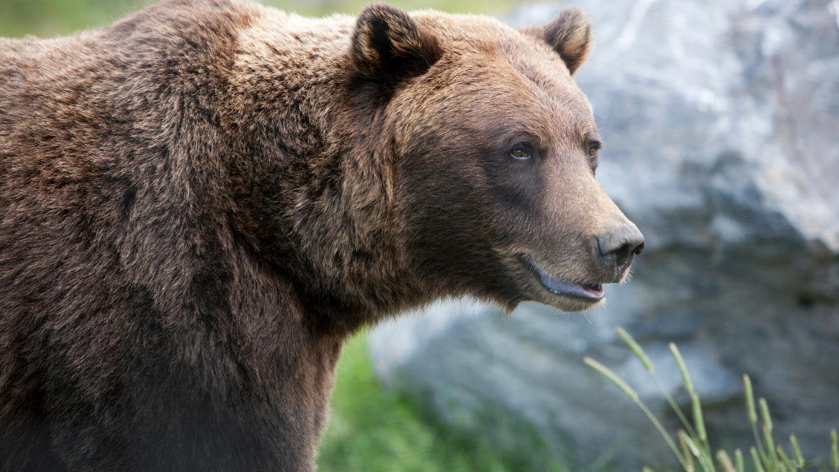 Recreation Report: Spring bear season opens April 1 - Philomath News