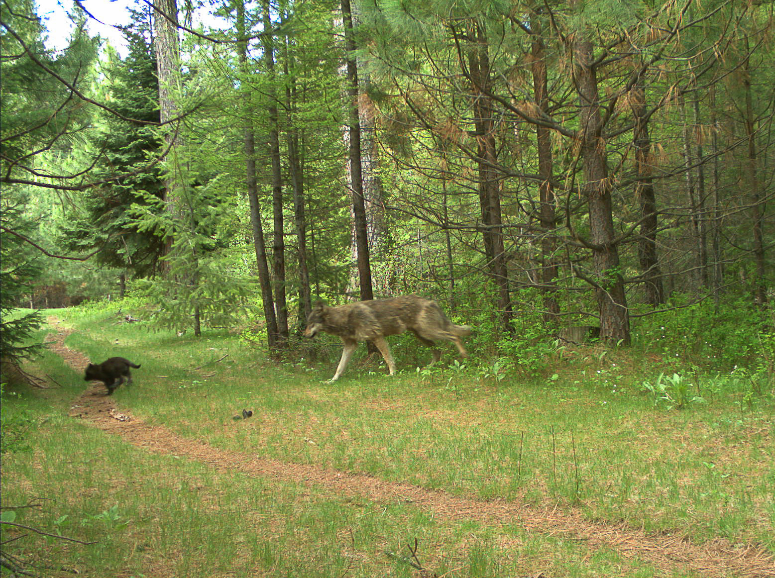 Last year saw highest number of wolf kills in Oregon since their return ...