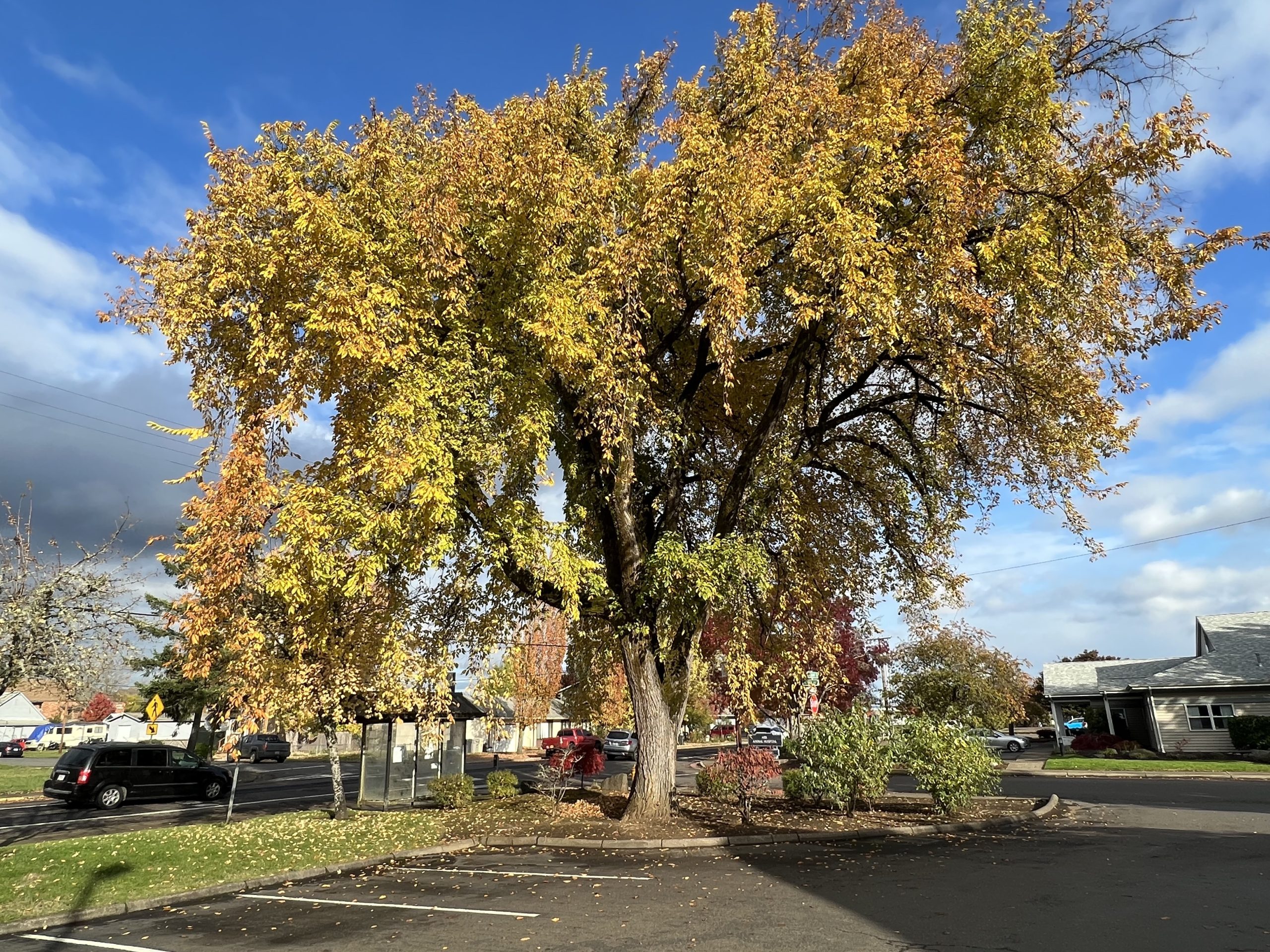 Fifteen years after the couplet brought down a beloved tree, another ...