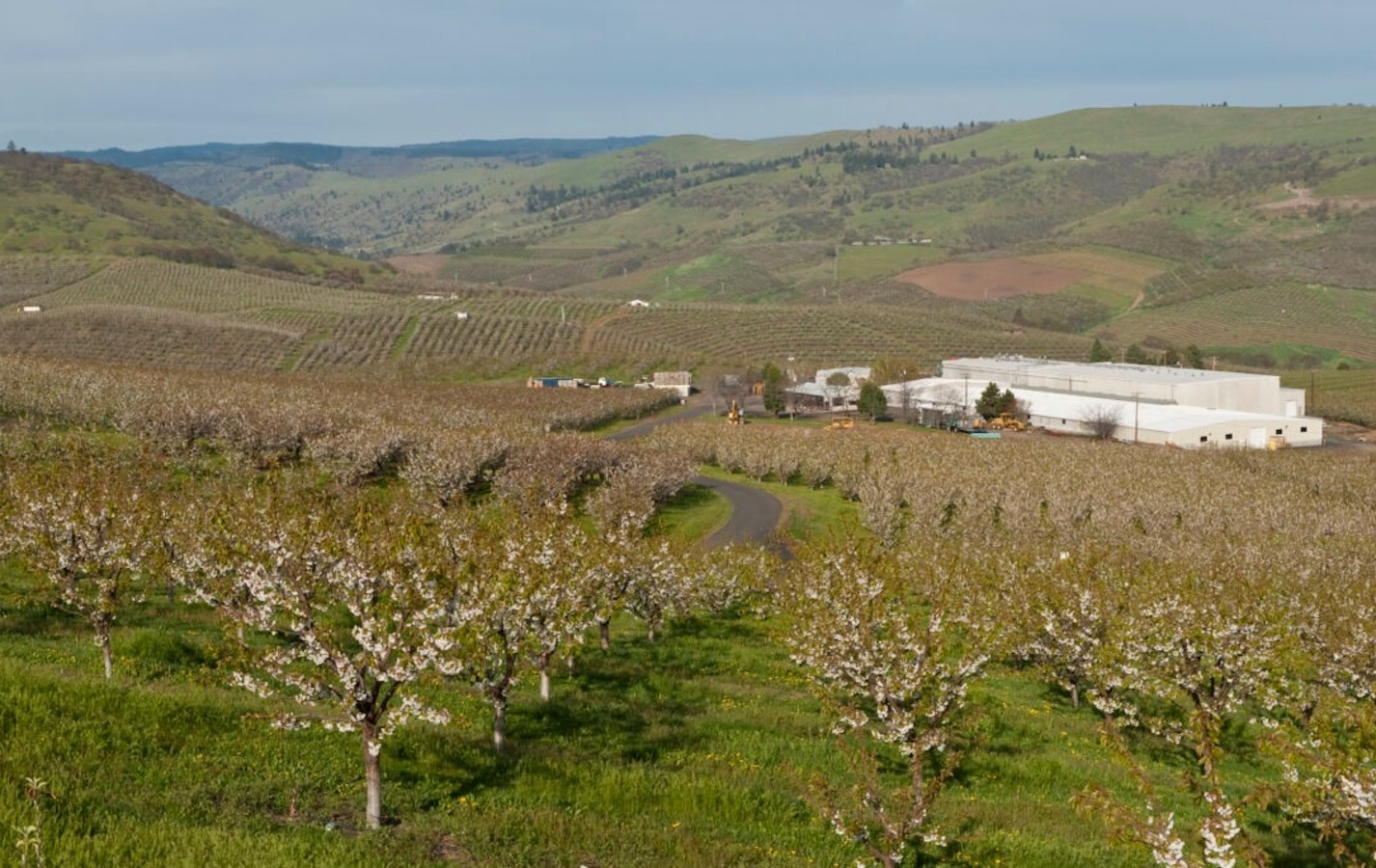 Oregon cherry growers ask governor for disaster declaration after third ...
