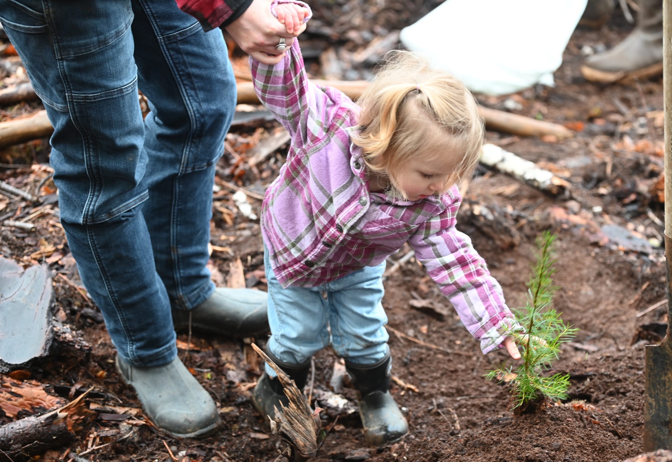 Youngsters help plant 1,200 trees as part of traditional event ...
