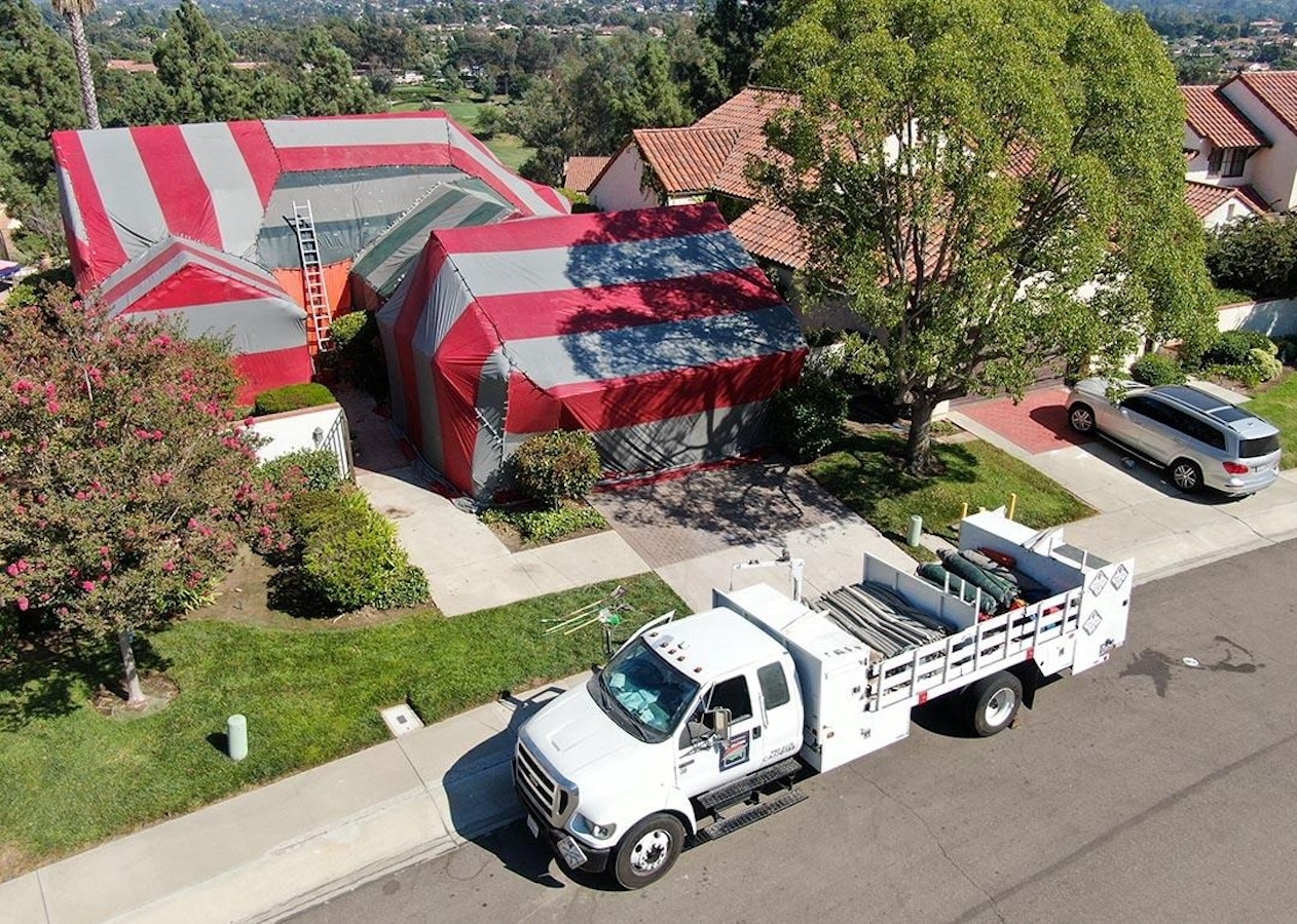 Rats, roaches, mold: The expensive cost of the most common—and feared ...