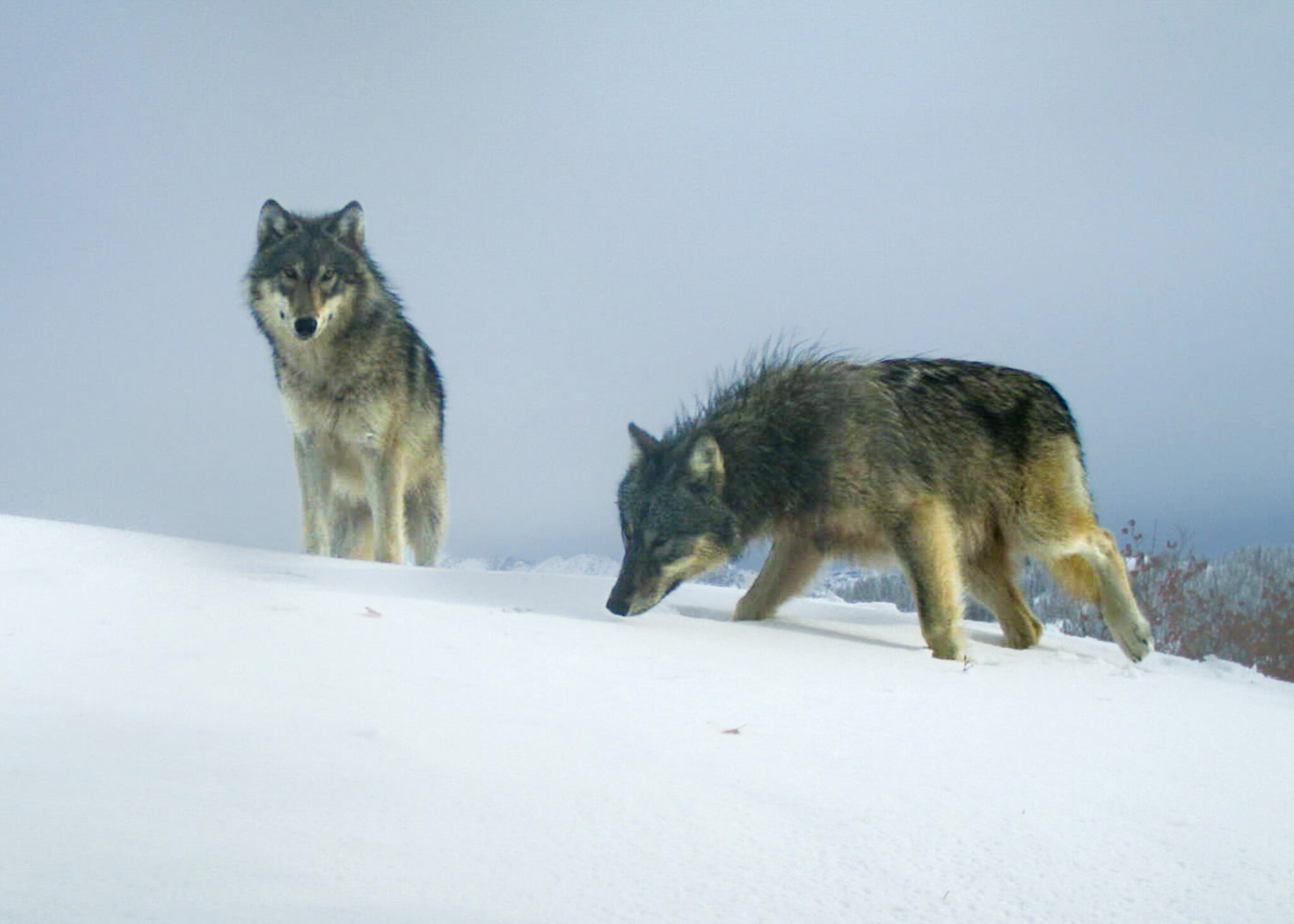 Wolf deaths have grown ‘alarming’ says Oregon Fish and Wildlife ...