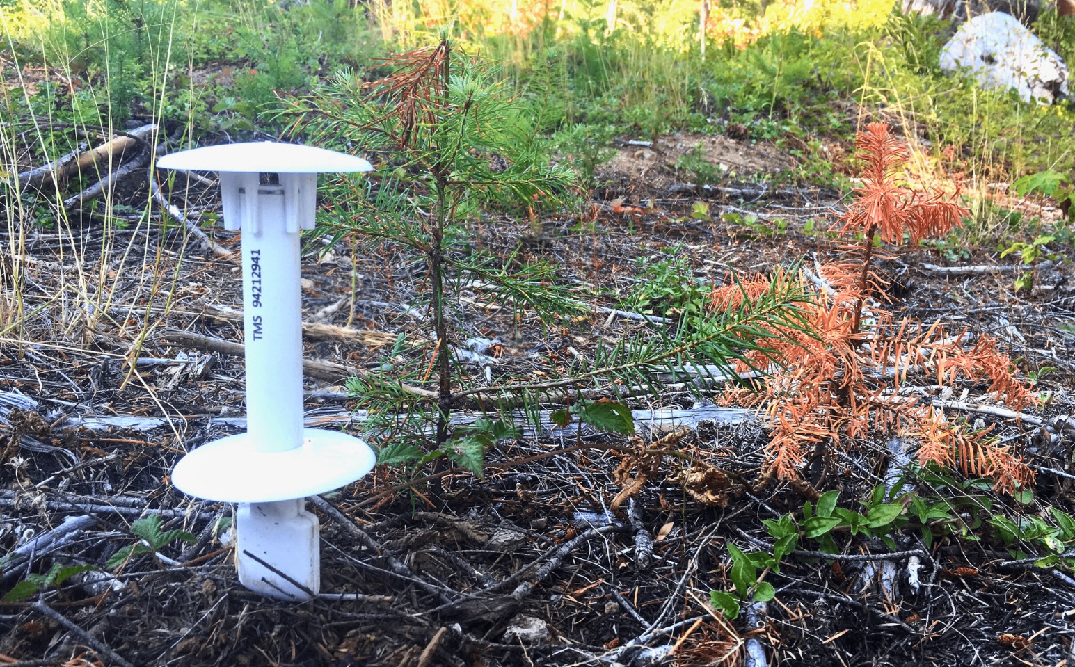 OSU study: Wildfire smoke can help protect vulnerable tree seedlings ...