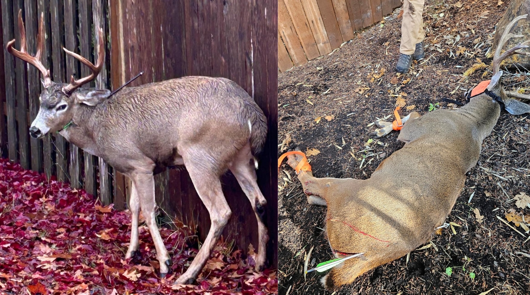 Law enforcement seeks help with crossbow killings of 2 deer in ...
