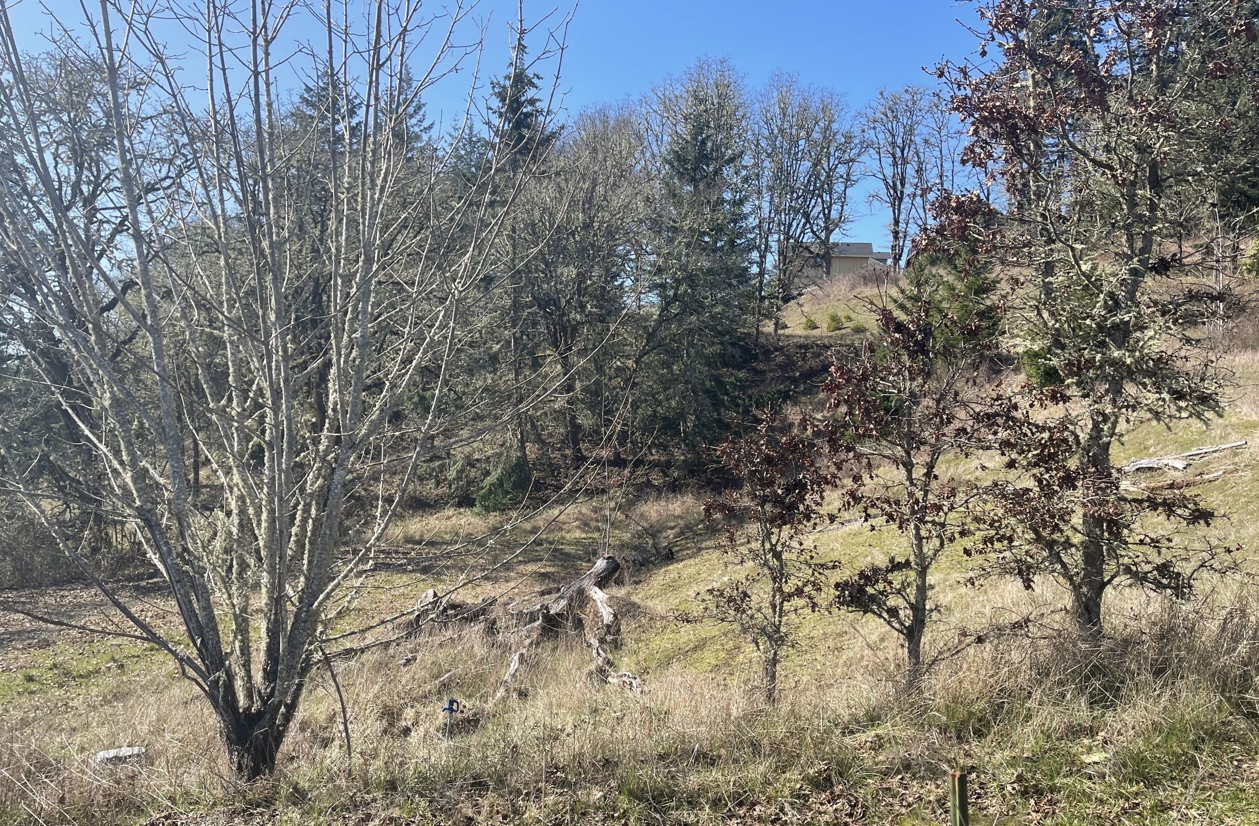 Housing news: City reviewing new subdivision; Millpond changes phasing ...